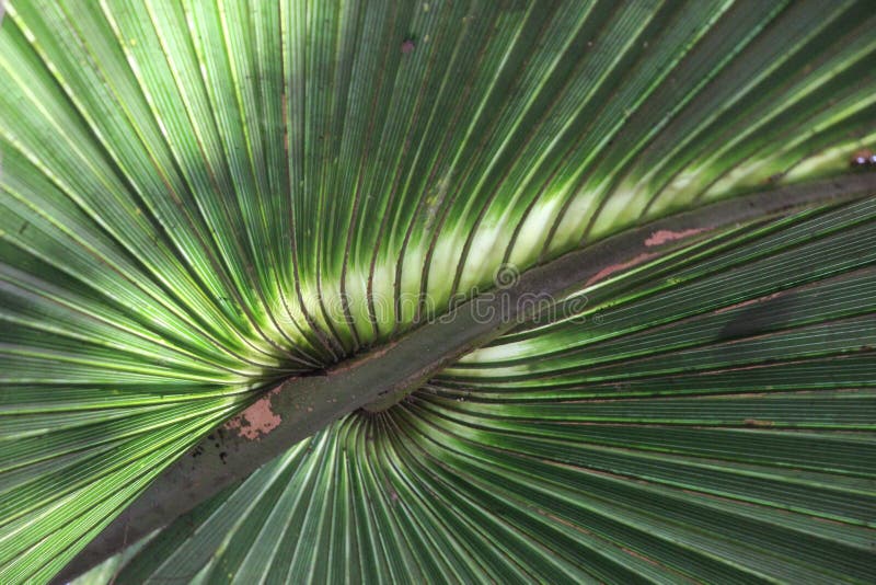 Palm frawn stock image. Image of leaf, tree, nature, tropical - 38846125