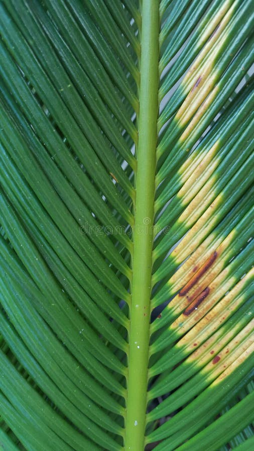Fern frawn in Watering Can stock photo. Image of black - 54490892