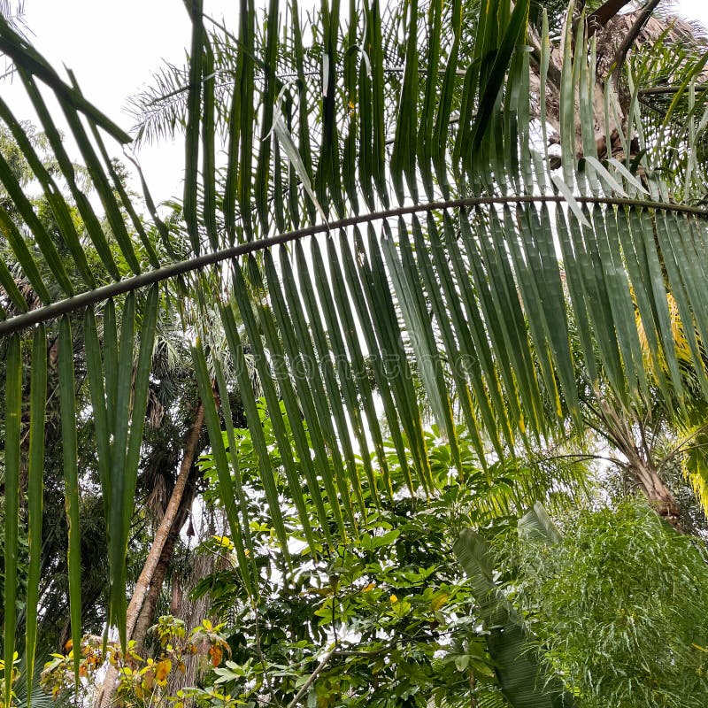 A Palm Fron in Front of Greenery at a Bontanical Garden Stock Photo ...