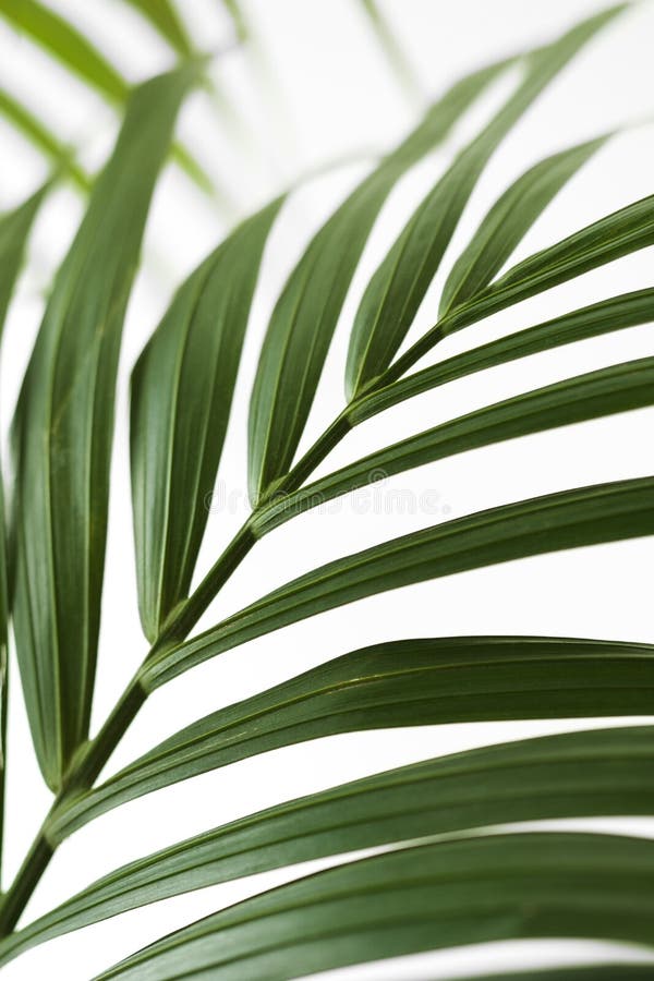 Palm Frond stock photo. Image of plant, nature, botany - 3737964