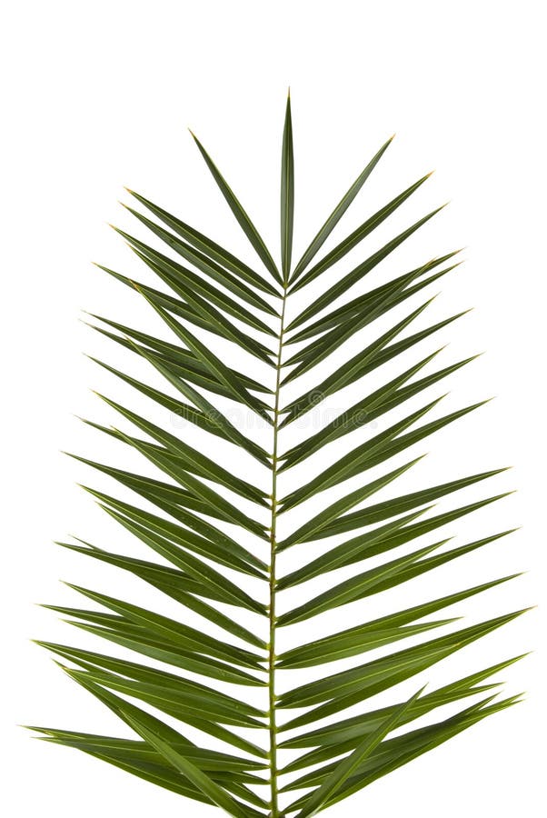 Palm Frond stock photo. Image of plant, nature, botany - 3737964