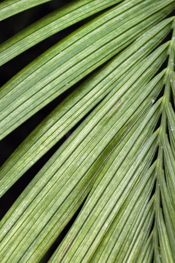 Palm Frond stock photo. Image of detail, nature, tropical - 3827712