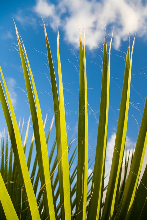 Palm frond with lens flare stock image. Image of flower - 255492931