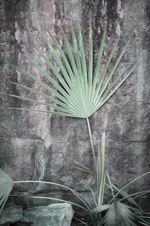 Palm Frond Against Rock stock image. Image of palmetto - 49400937