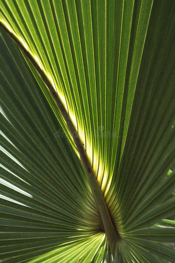 Palm Frond Background stock image. Image of frond, plant - 95470005