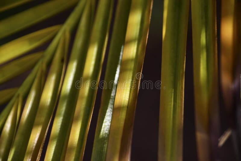 Palm frond with lens flare stock image. Image of flower - 255492931