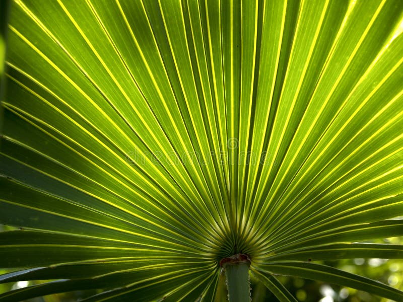 Palm Frond Stock Images - Download 14,824 Royalty Free Photos