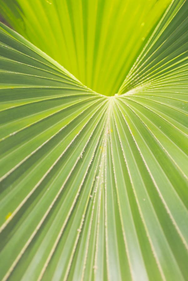 18,904 Frond Palm Photos - Free & Royalty-Free Stock Photos from Dreamstime