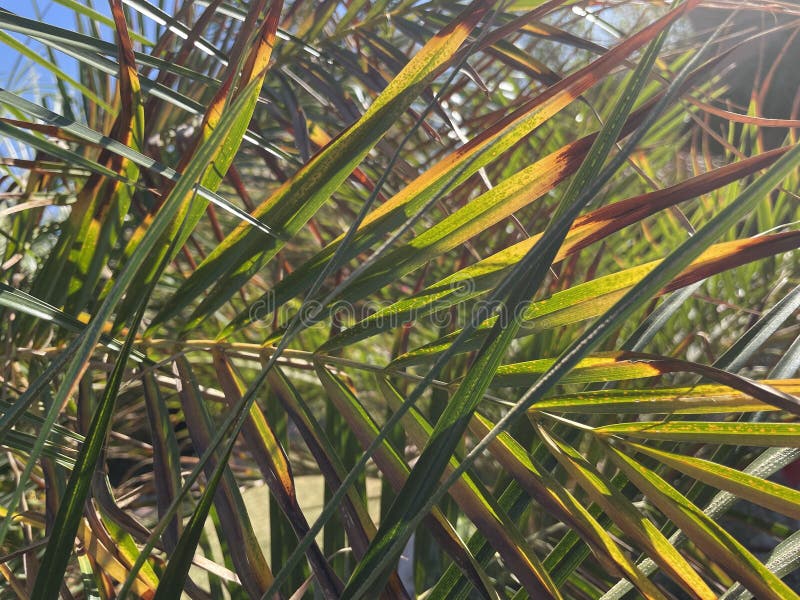 Palm frond stock image. Image of domestic, ecology, apricot - 203243297