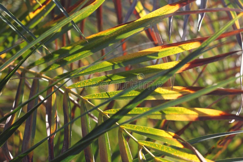 Palm frond stock photo. Image of beautiful, desert, flora - 203243468