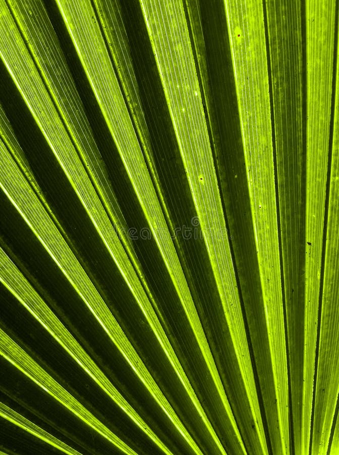 Palm Frond stock image. Image of pattern, organic, exotic - 42418341