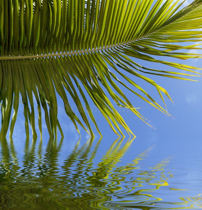Palm Frond Reflected in Water Stock Image - Image of tropical ...