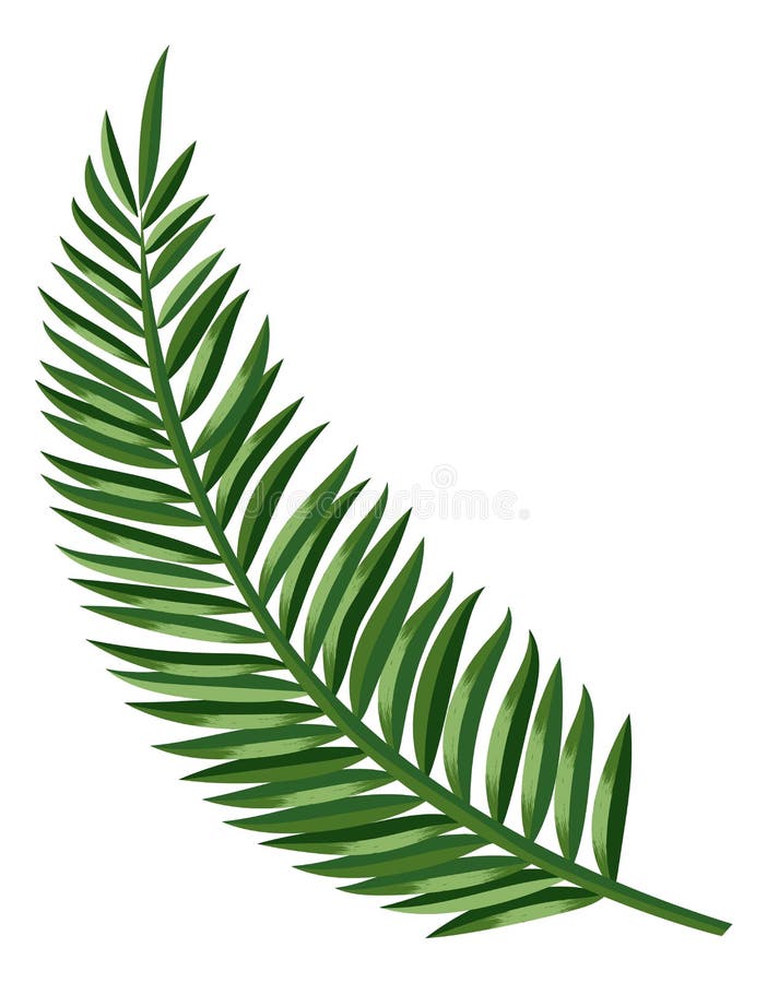 Palm Frond Sketch. Exotic Tropical Leaf Drawing Stock Illustration ...