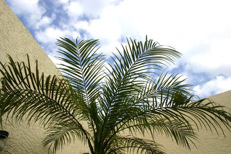 Palm Fronds stock photo. Image of flora, bush, growth - 7919982