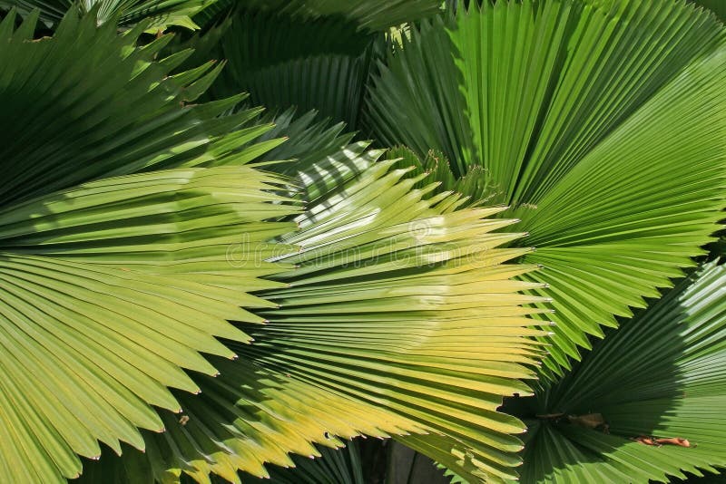 Stripes Of Nature - Palm Fronds Stock Photo - Image of tree, clouds ...