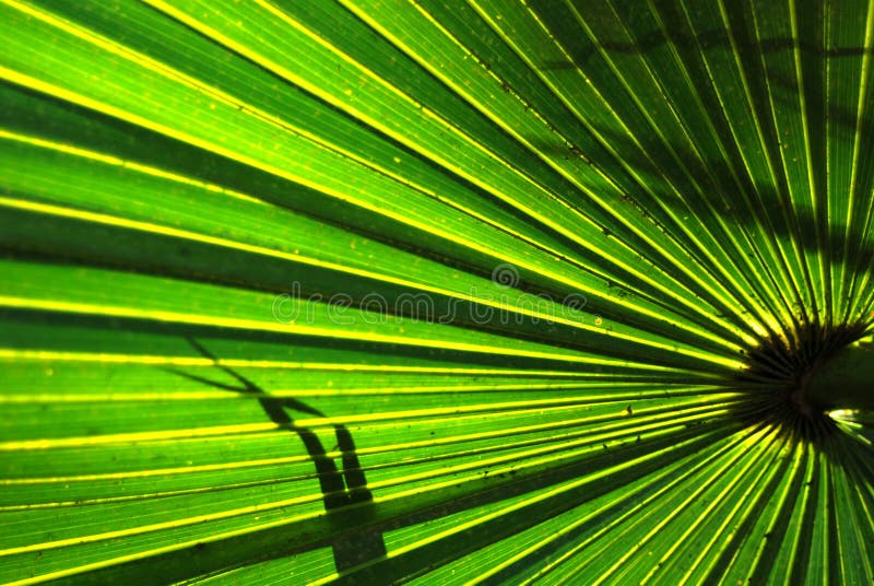 Palm Fronds stock photo. Image of tree, palm, tropical - 4081130