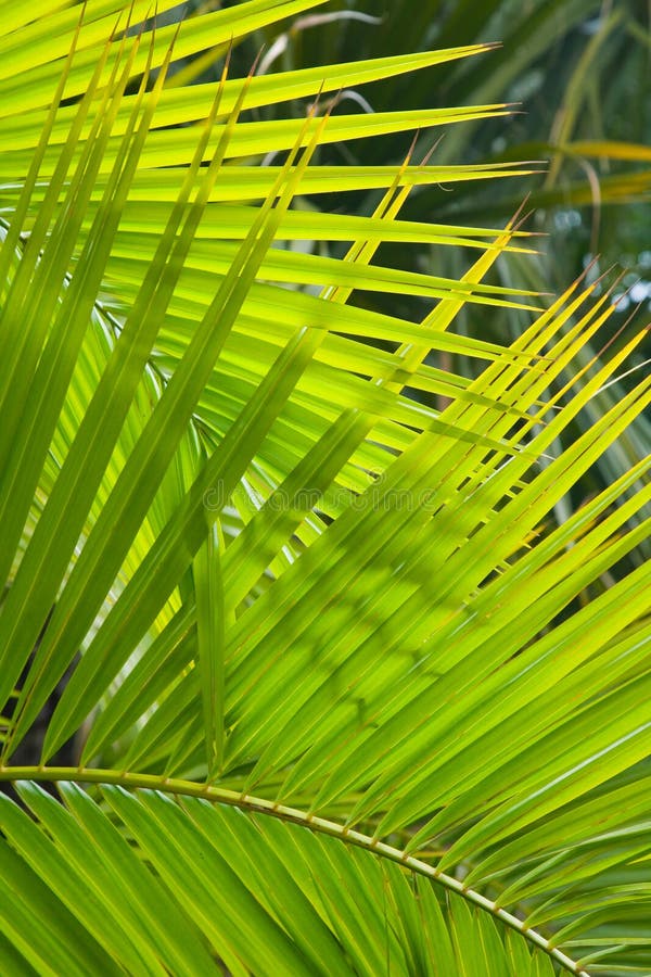 Palm fronds stock image. Image of green, cultivation, flora - 6965257