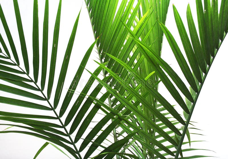 Palm Fronds stock photo. Image of flora, bush, growth - 7919982