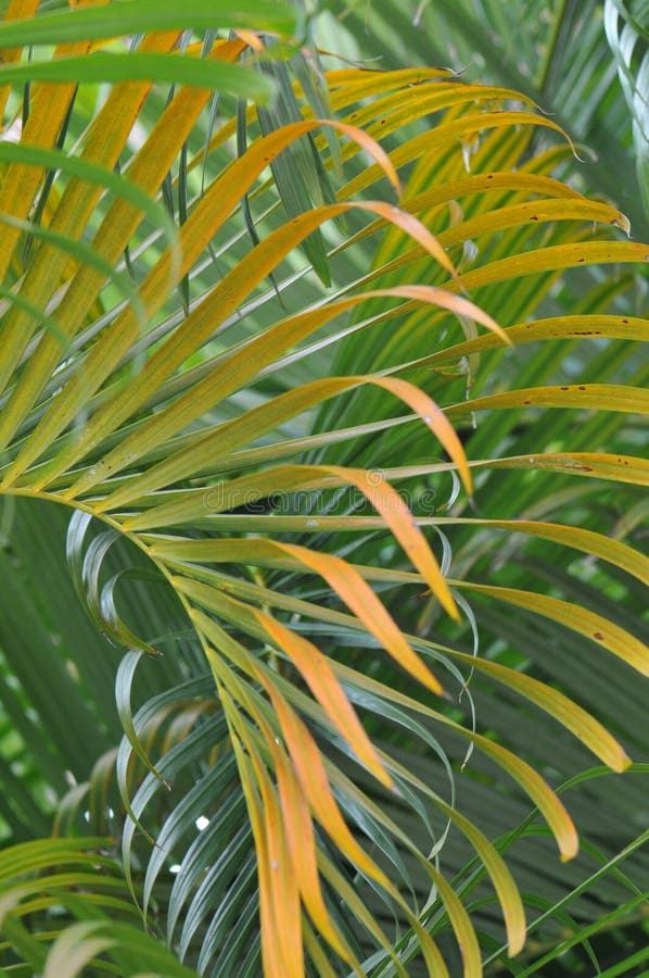 Palm Fronds stock image. Image of curves, dynamic, yellow - 31035131
