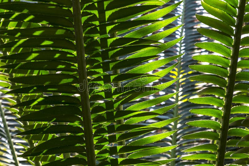 Palm Fronds stock photo. Image of horticulture, lush, frond - 7919982