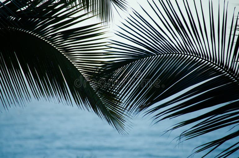 Palm fronds stock image. Image of relaxing, reflection - 66987733