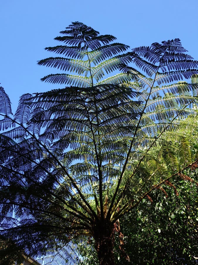 Fronds of a Large Palm Tree Stand before the Pacific Ocean As the Sun ...