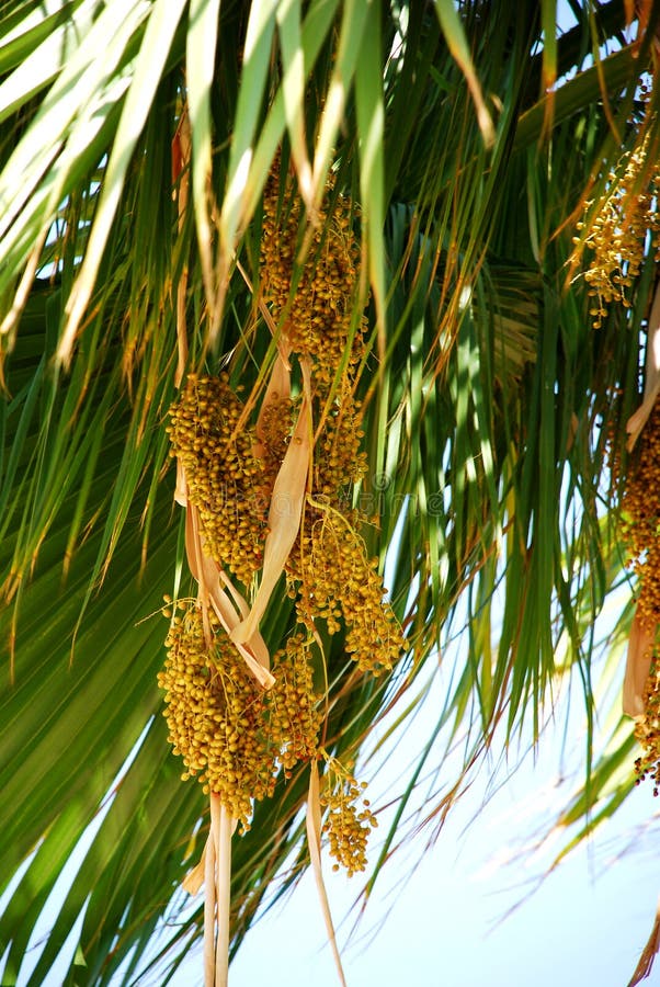 Palm fruit stock photo. Image of small, fruit, branch - 3154538