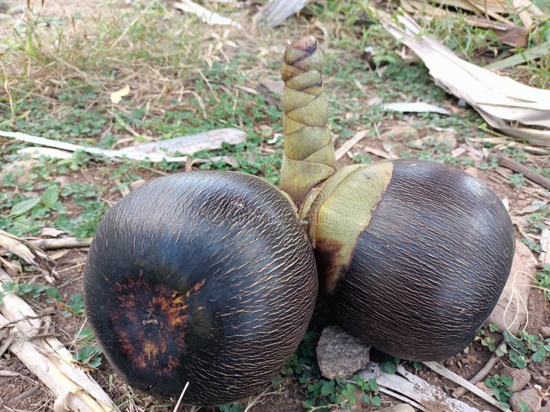 Palm Fruit (Borassus Flabellifer) Stock Image - Image of borassus, beak ...