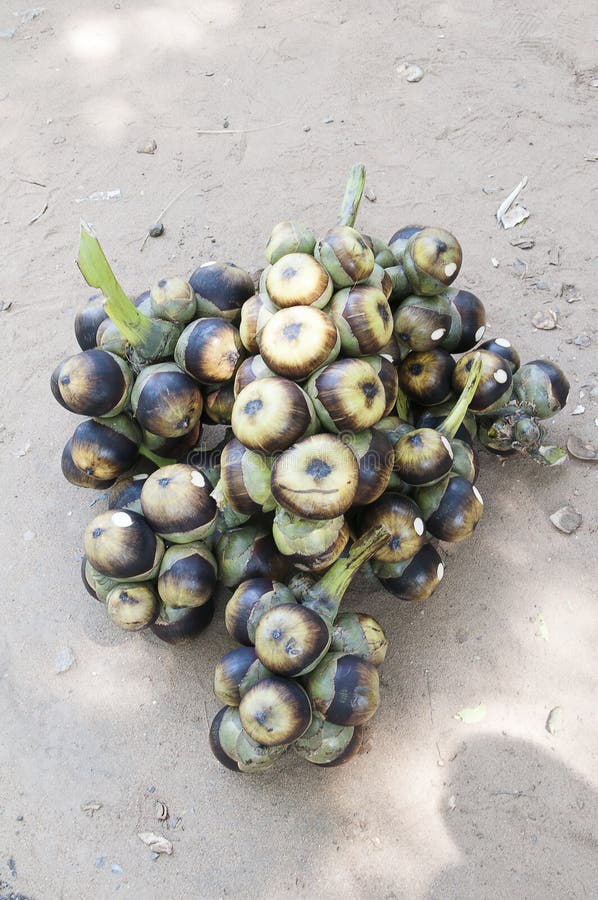 Palm Fruit, Commonly Found in Tropical Regions. Stock Image - Image of ...
