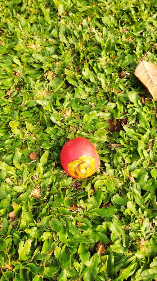 Palm Fruit Falls during the Dry Season Stock Photo - Image of fruit ...