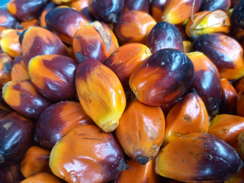 Palm Fruit, Forest Fruits, Palm Tree Stock Photo - Image of tree ...