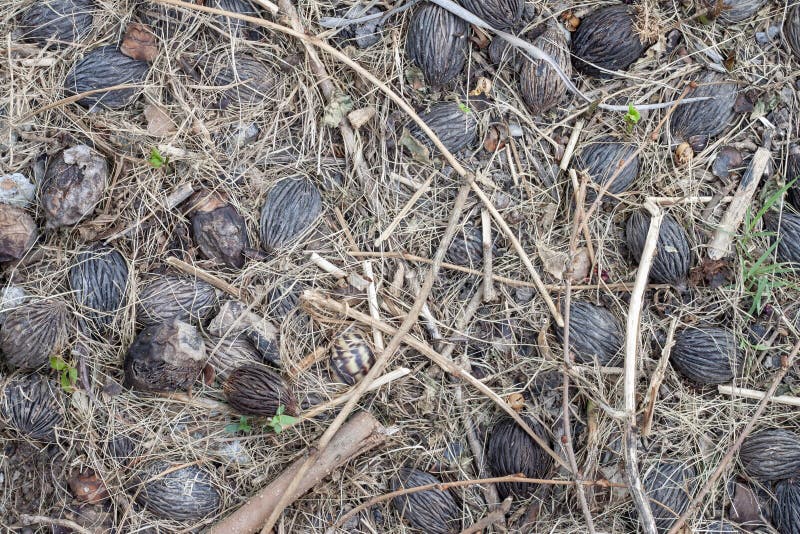 306 Foxtail Palm Tree Photos - Free & Royalty-Free Stock Photos from ...