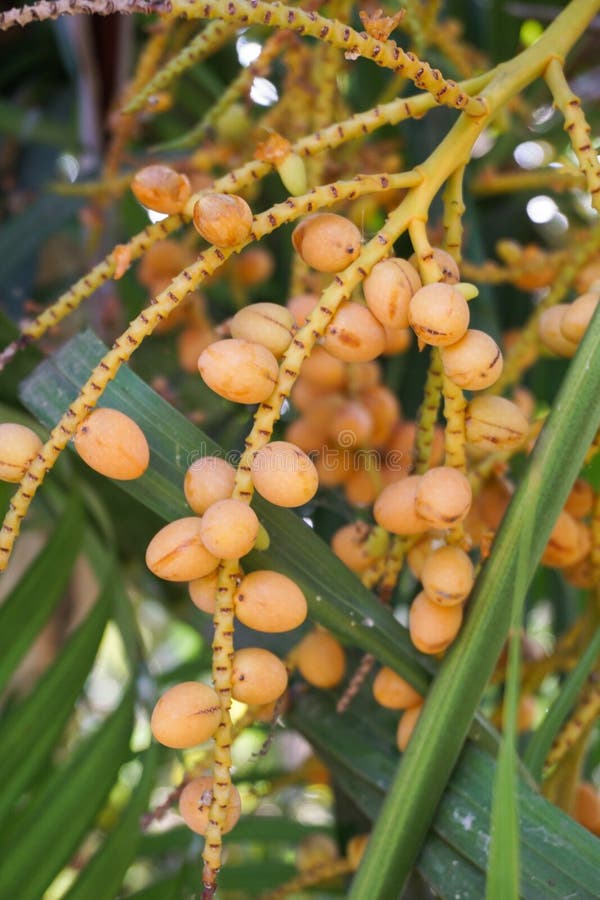 Palm fruit stock image. Image of agriculture, close, branch - 93143303