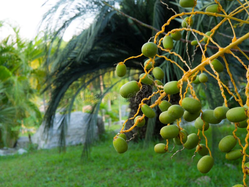 Palm fruit in park stock image. Image of stone, park - 116414701