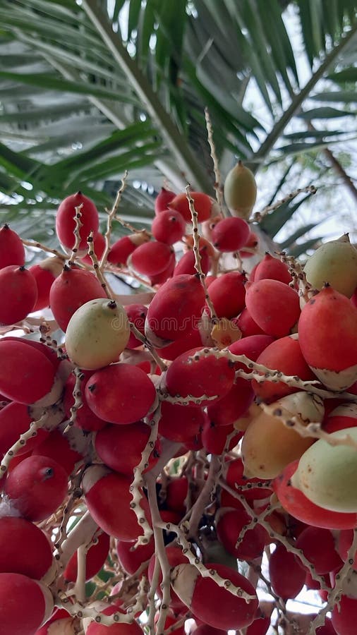 Palm Fruit is Red and Big in Garden Stock Image - Image of garden, palm ...