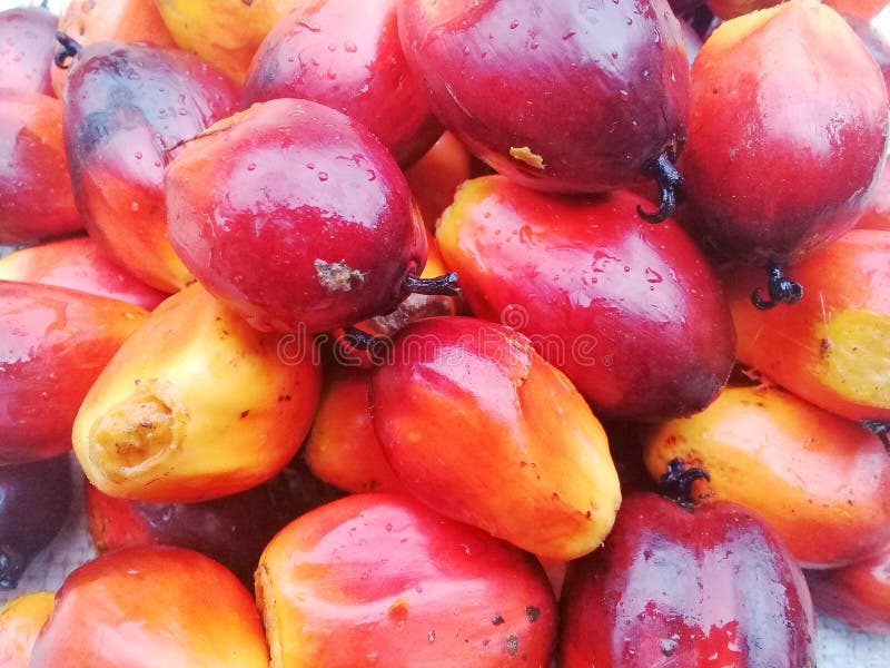 Palm Fruit Seeds . Palm Kernel Oil is Processed into Palm Oil Again ...