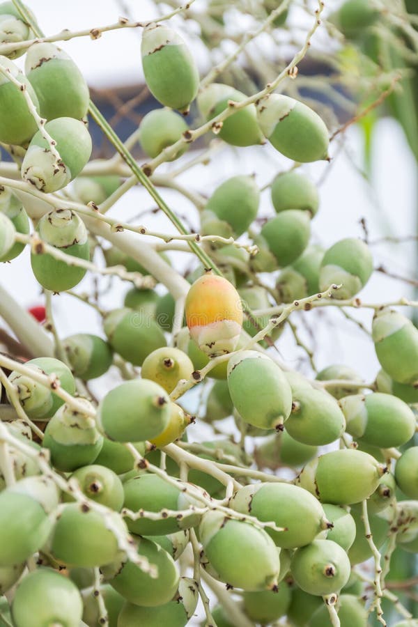 Palm fruit stock photo. Image of centre, daylight, fruit - 55797962