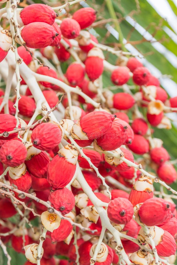 Palm fruit stock photo. Image of leaf, branch, brown - 55797966