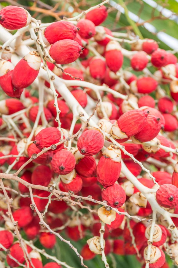 Palm fruit stock image. Image of bunch, dates, africa - 55797969