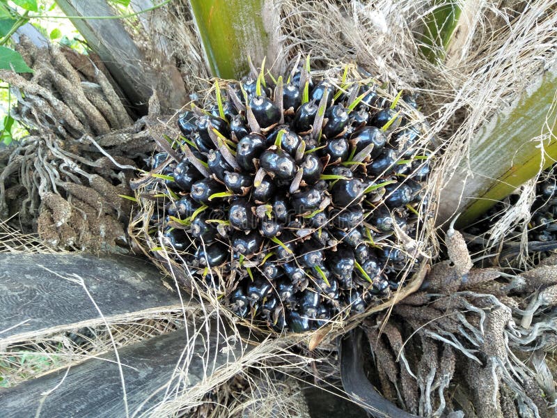 353 Palmyra Tree Fruit Stock Photos - Free & Royalty-Free Stock Photos ...