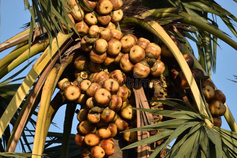 Palm Fruit Under Forest Tree Stock Image - Image of exotic, closeup ...