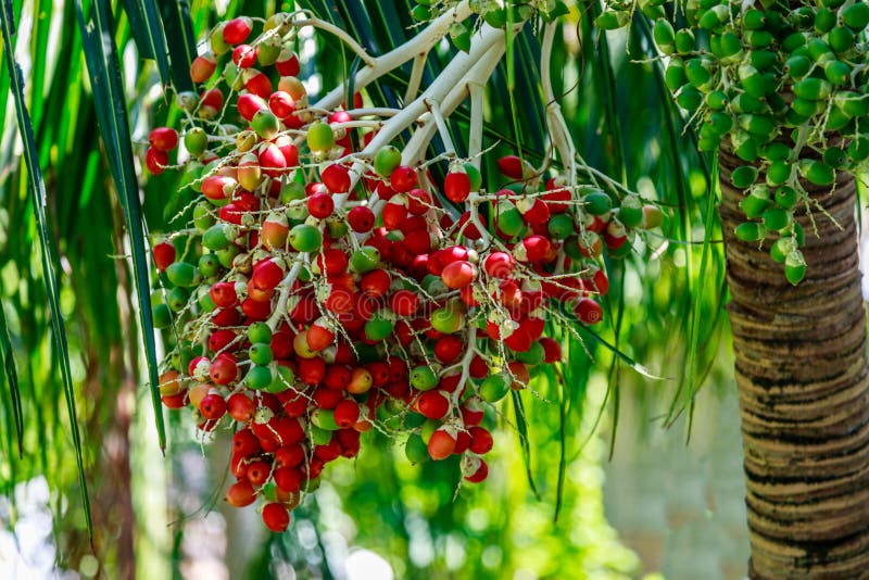 Palm fruits, Philippines stock photo. Image of aklan - 79968020