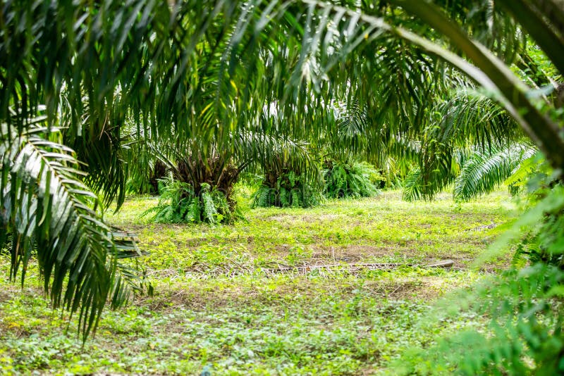 Oil palm plantations stock image. Image of asia, technology - 33716233