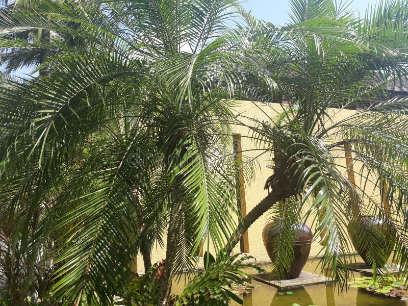 Palm garden tree stock image. Image of palm, green, tree - 137455963