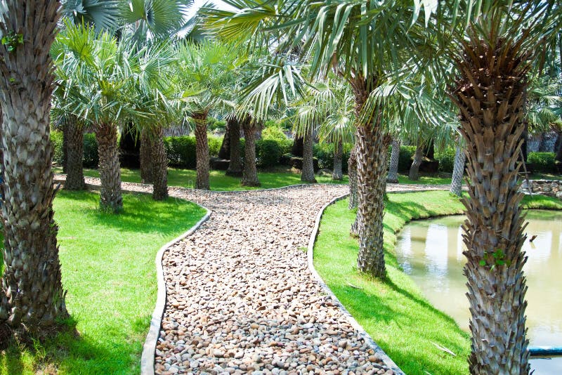 Palm garden stock image. Image of grow, floral, ecology - 55194113