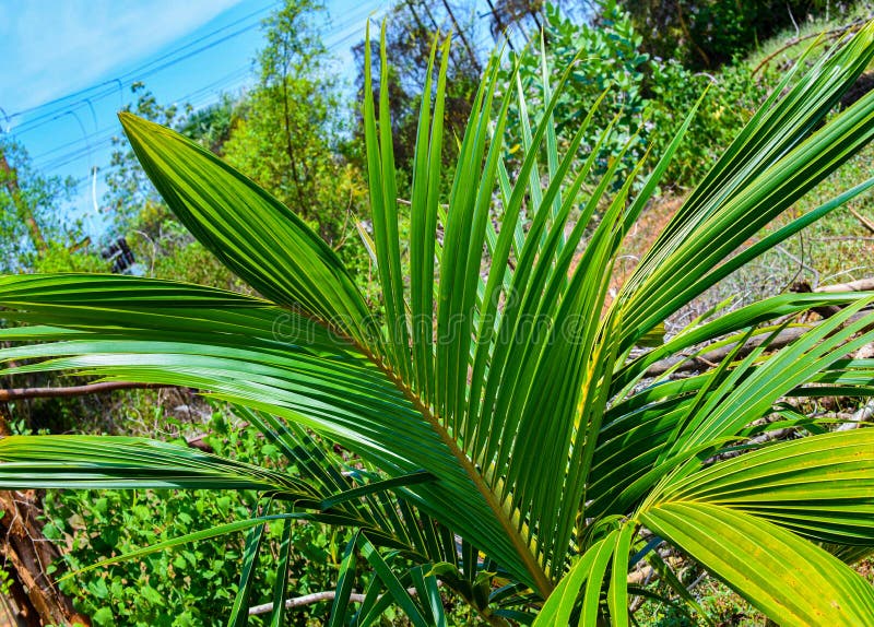 Palm Green Leaves on Blue Sky Background. Stock Image - Image of ...