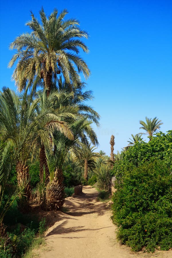 Palm grove stock image. Image of palmaceae, calm, morocco - 14682015