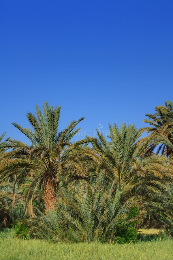 Palm grove stock image. Image of palmaceae, calm, morocco - 14682015