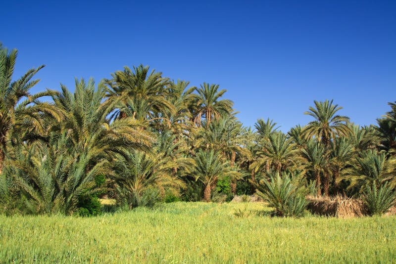 Palm grove stock image. Image of palmaceae, calm, morocco - 14682015