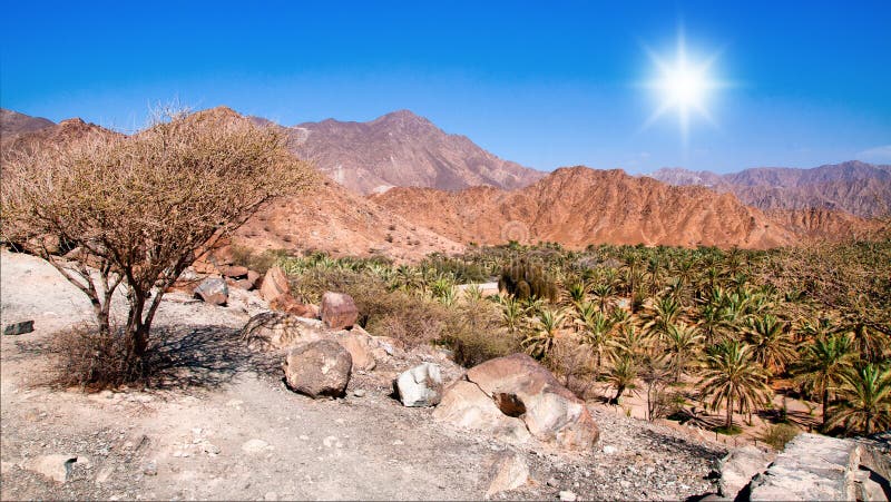 Palm grove stock photo. Image of plant, village, green - 25324414